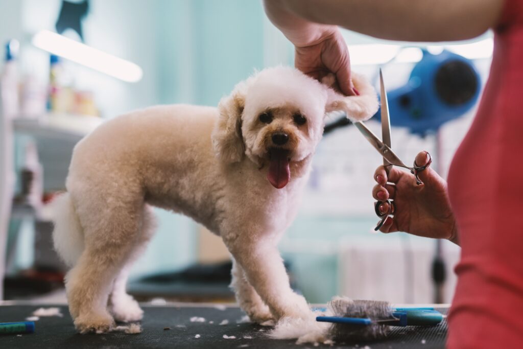 Descubre el Trabajo de los Peluqueros Caninos | Formación Tierra de Barros